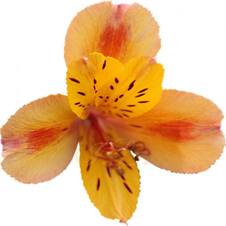 Alstroemeria (Inkalilien) Sorten ‘Duc d’Anjou’